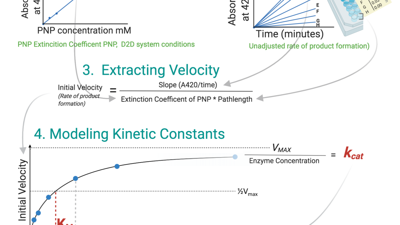 Guide to interpreting colorimetric assay data with enzyme kinetics ...